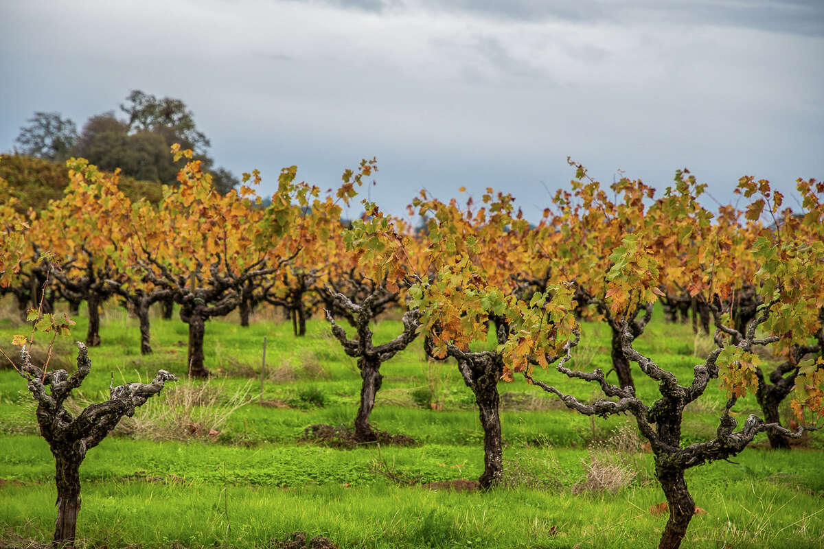 Fall Foliage peaks in San Francisco Bay Area
