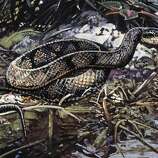 Watch out for potentially dangerous Asp caterpillars spotted around ...