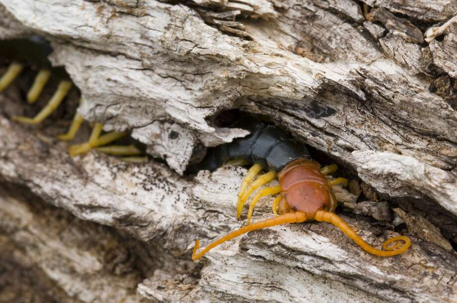 Watch out for potentially dangerous Asp caterpillars spotted around ...