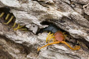 The most dangerous Texas bugs according to the Houston Museum Of ...