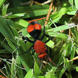 Watch out for potentially dangerous Asp caterpillars spotted around ...