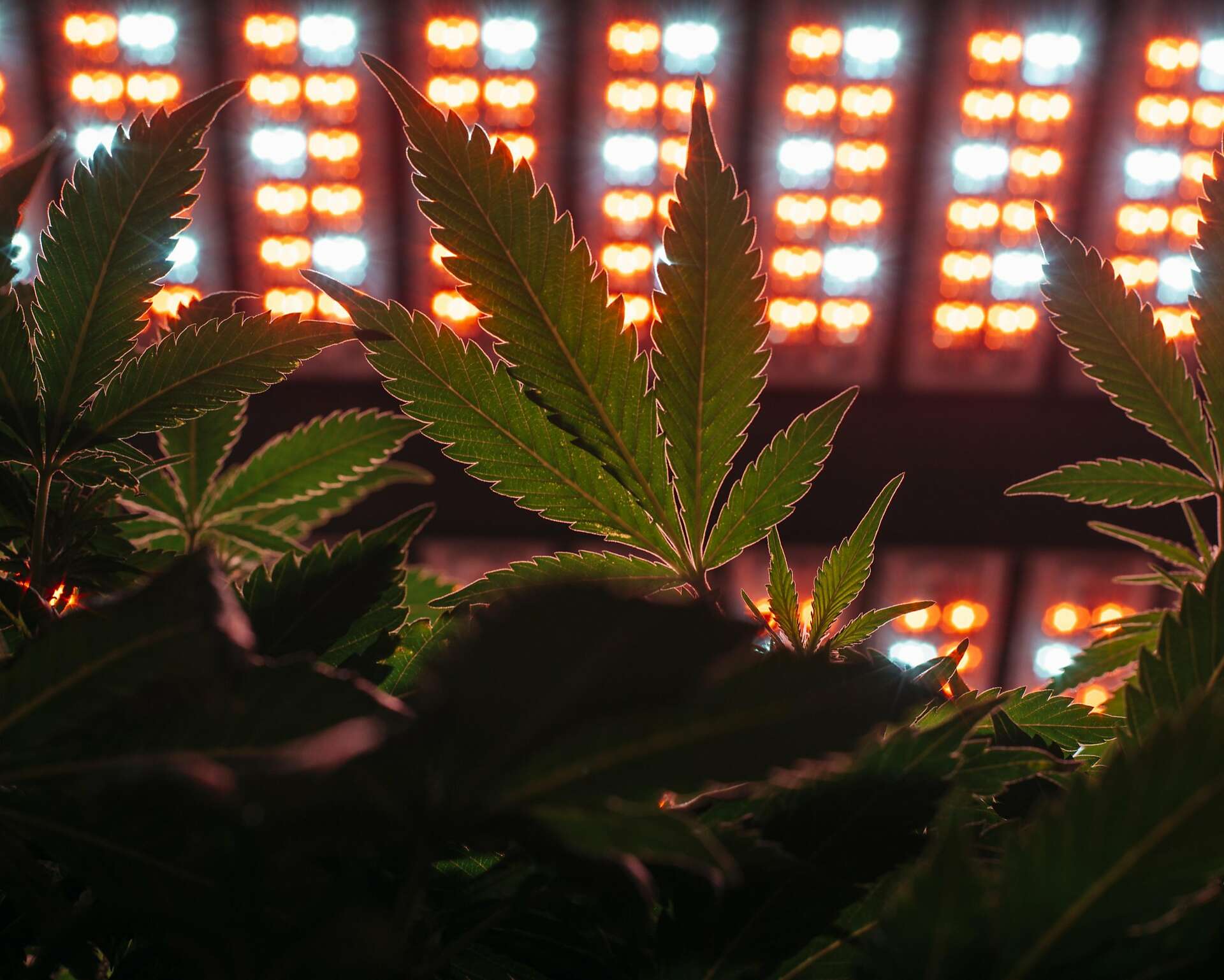 Marijuana plants flourish under LED lights