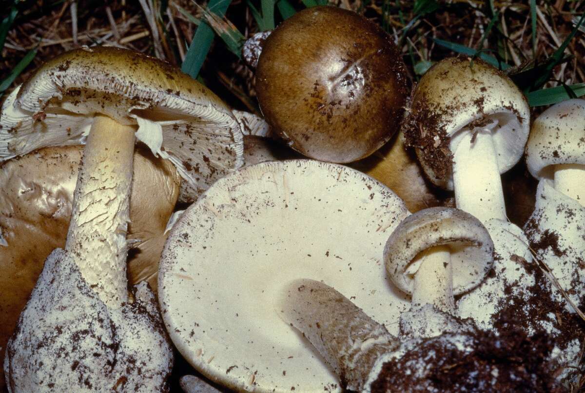 Don't let your dog near them: Rain brings deadly mushrooms