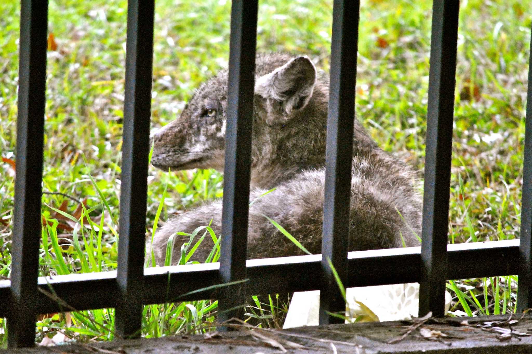 Coyotes roam Houston. You just don't see them.