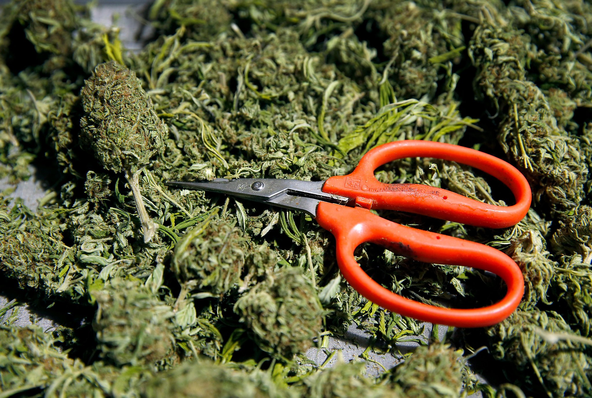 Marijuana industry’s unseen workforce: the ‘trimmigrants’