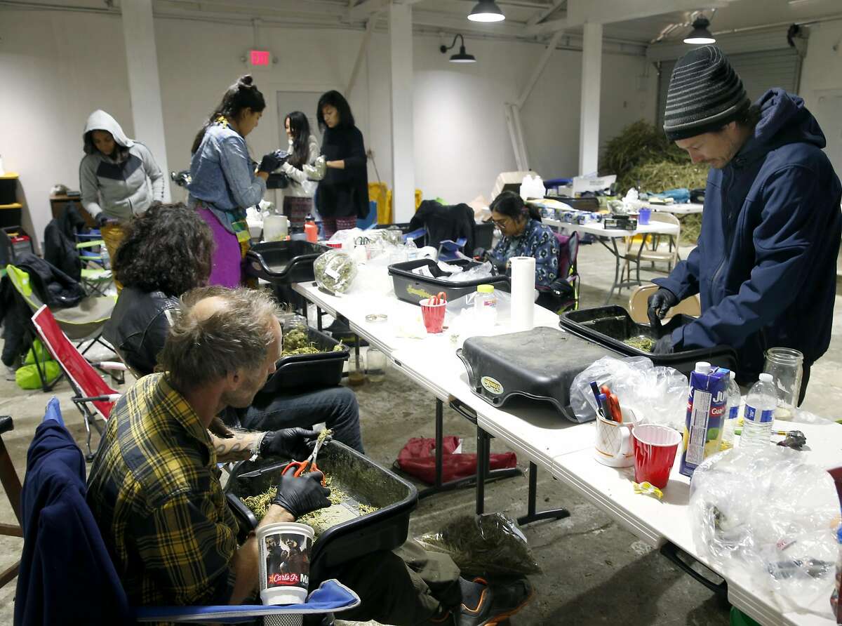 Marijuana industry’s unseen workforce: the ‘trimmigrants’