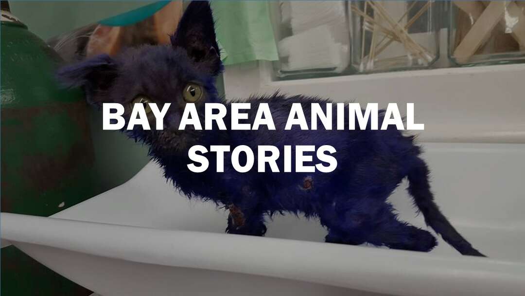 SFO adds therapy pig to greet travelers