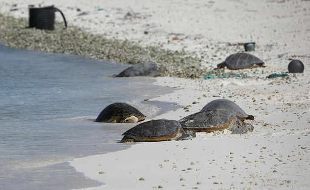 New Battle of Midway pits military history against wildlife