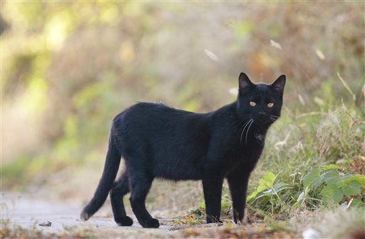 Program launching to help street cats