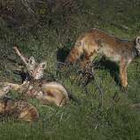 Coyote snatches dog off SF doorstep as horrified owners watch - SFGate