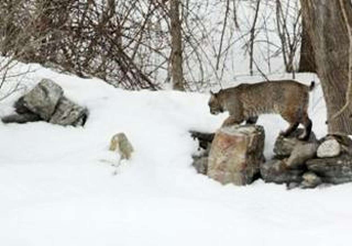 Bobcat found dead on roadside