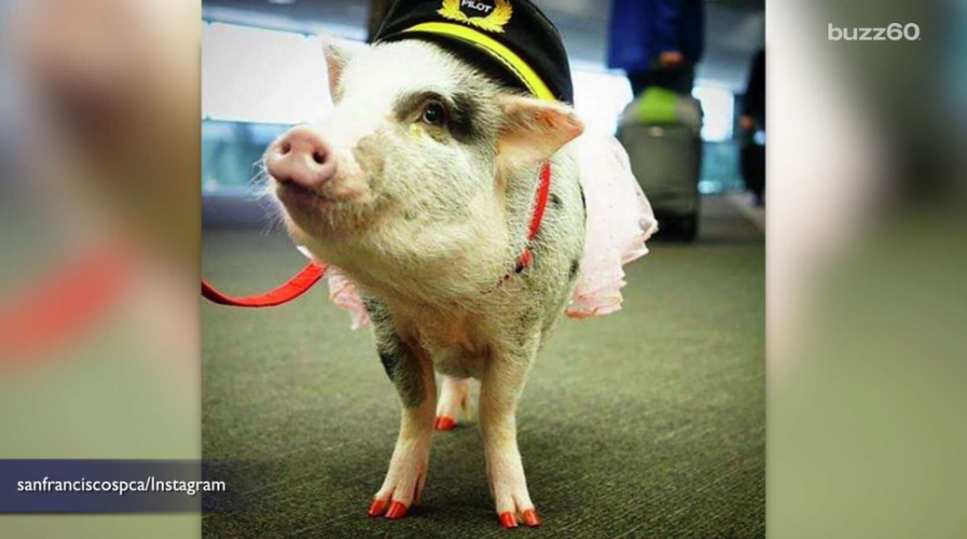 SFO adds therapy pig to greet travelers