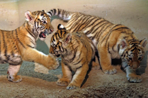 Tiger cubs raise cuteness quotient at Milwaukee County Zoo