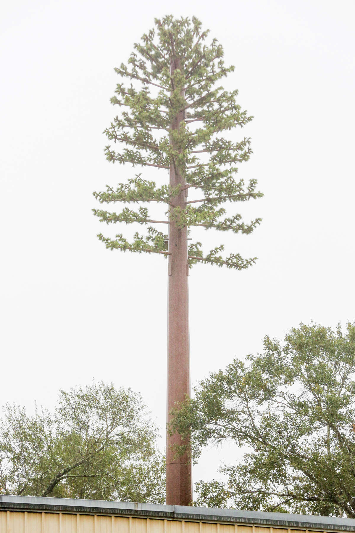 'Monopine' design hides unsightly cell tower in Conroe