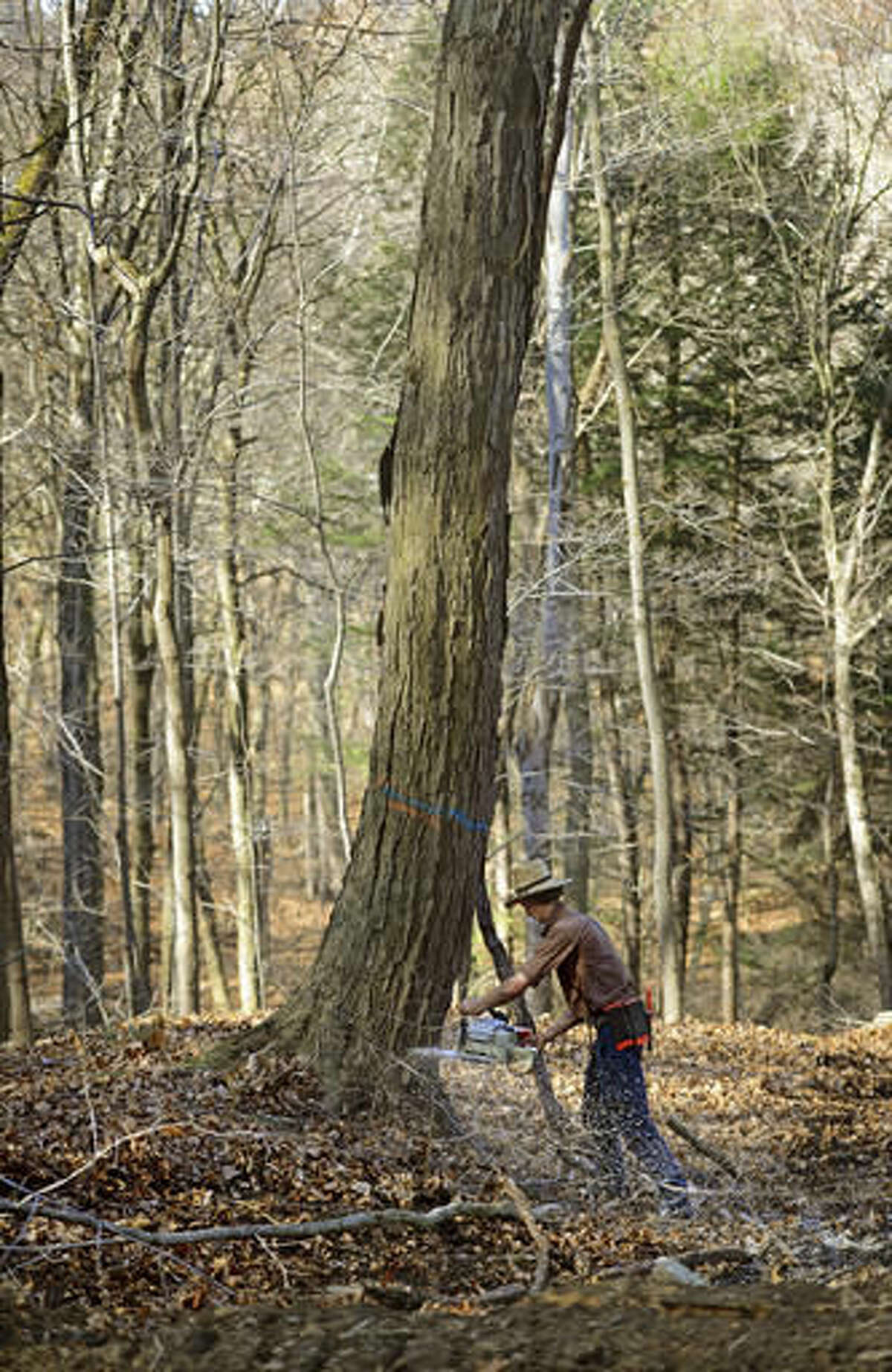 Logging effort in Pennsylvania: A labor of love