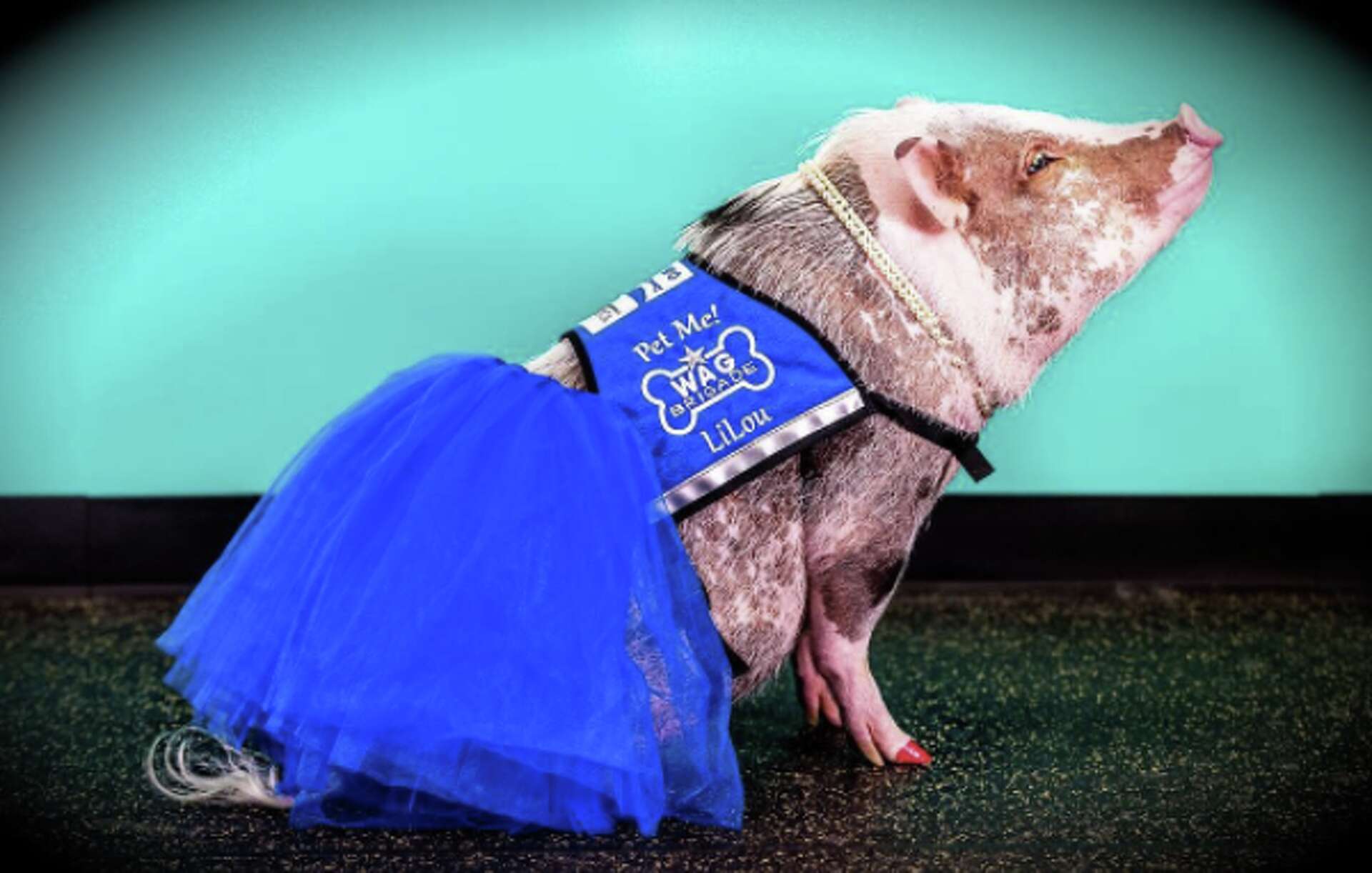 SFO adds therapy pig to greet travelers