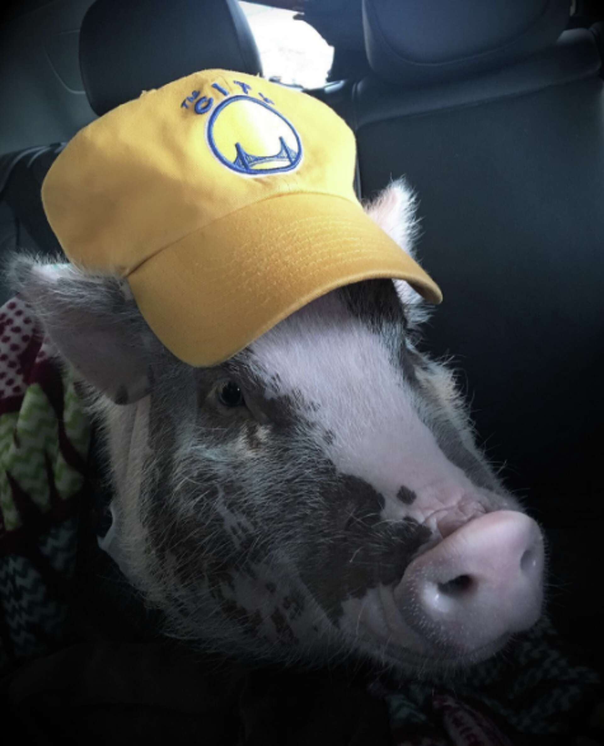 SFO adds therapy pig to greet travelers