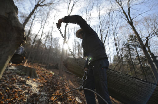 Logging effort in Pennsylvania: A labor of love
