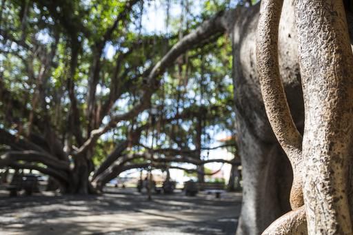 A giant banyan tree in a beach town where kings were born