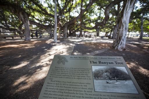 A giant banyan tree in a beach town where kings were born