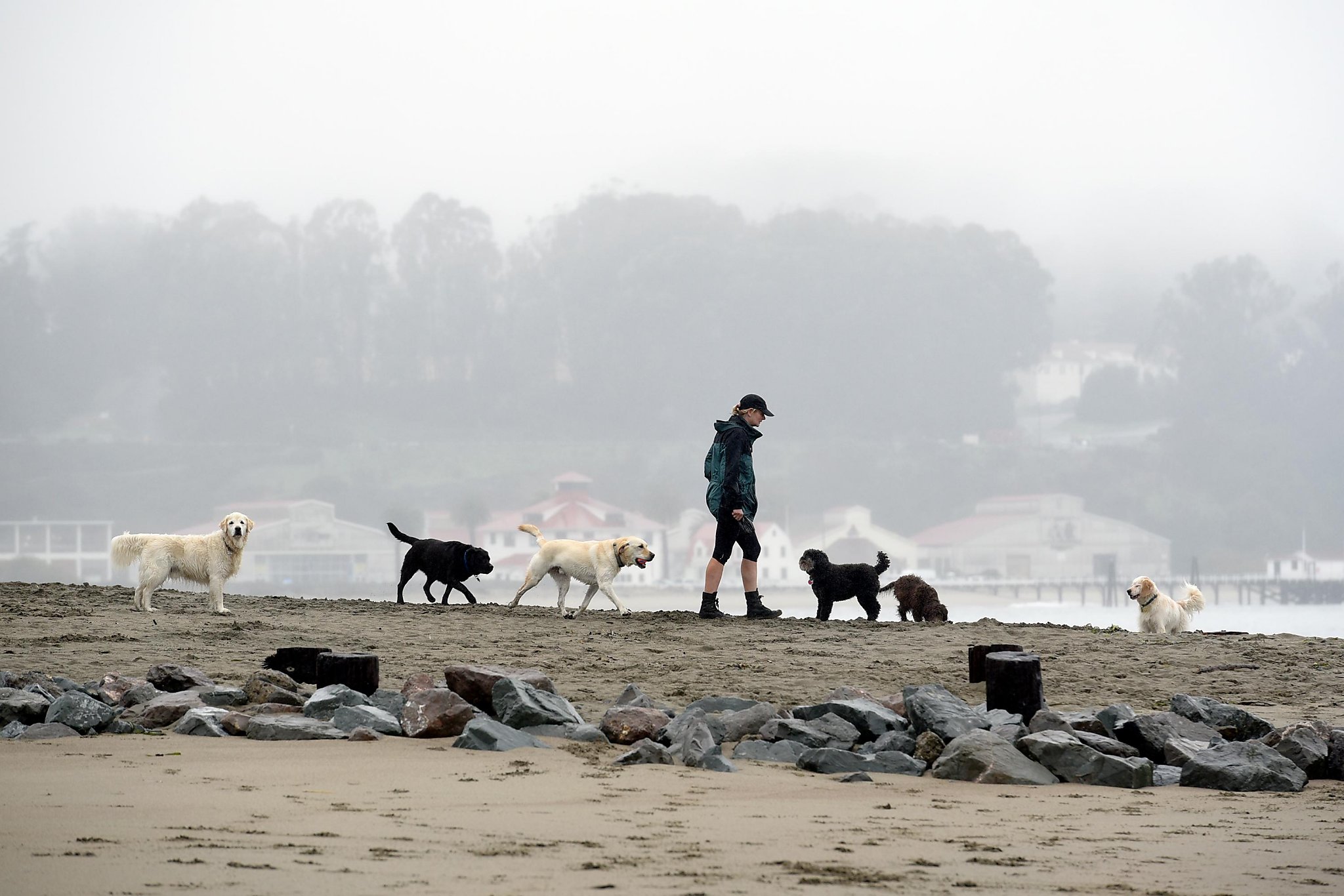 GGNRA drops the hammer on dog access