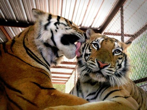 Two rescued tigers living the good life in north Texas