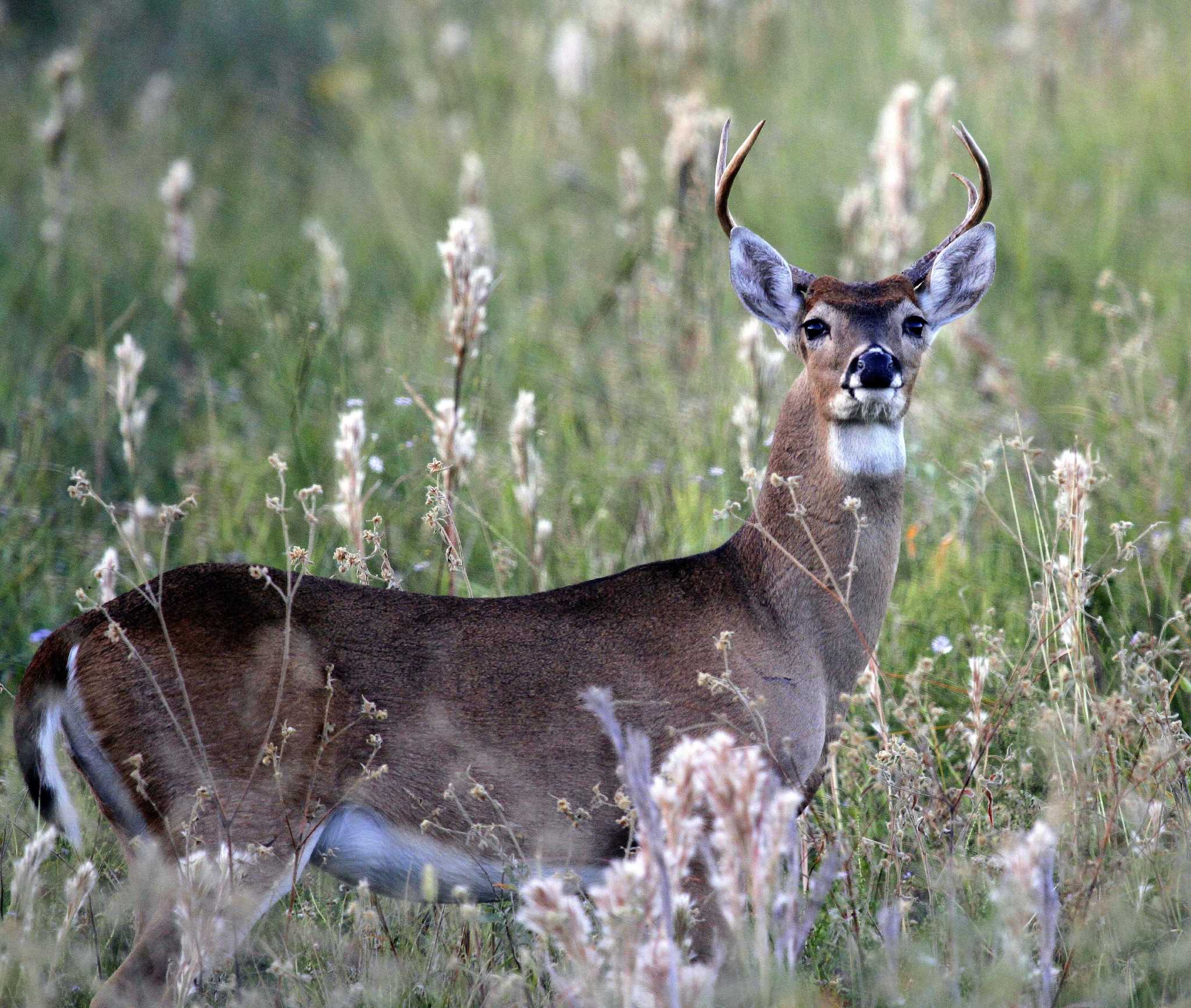 Native fish and wildlife belong to all Texans