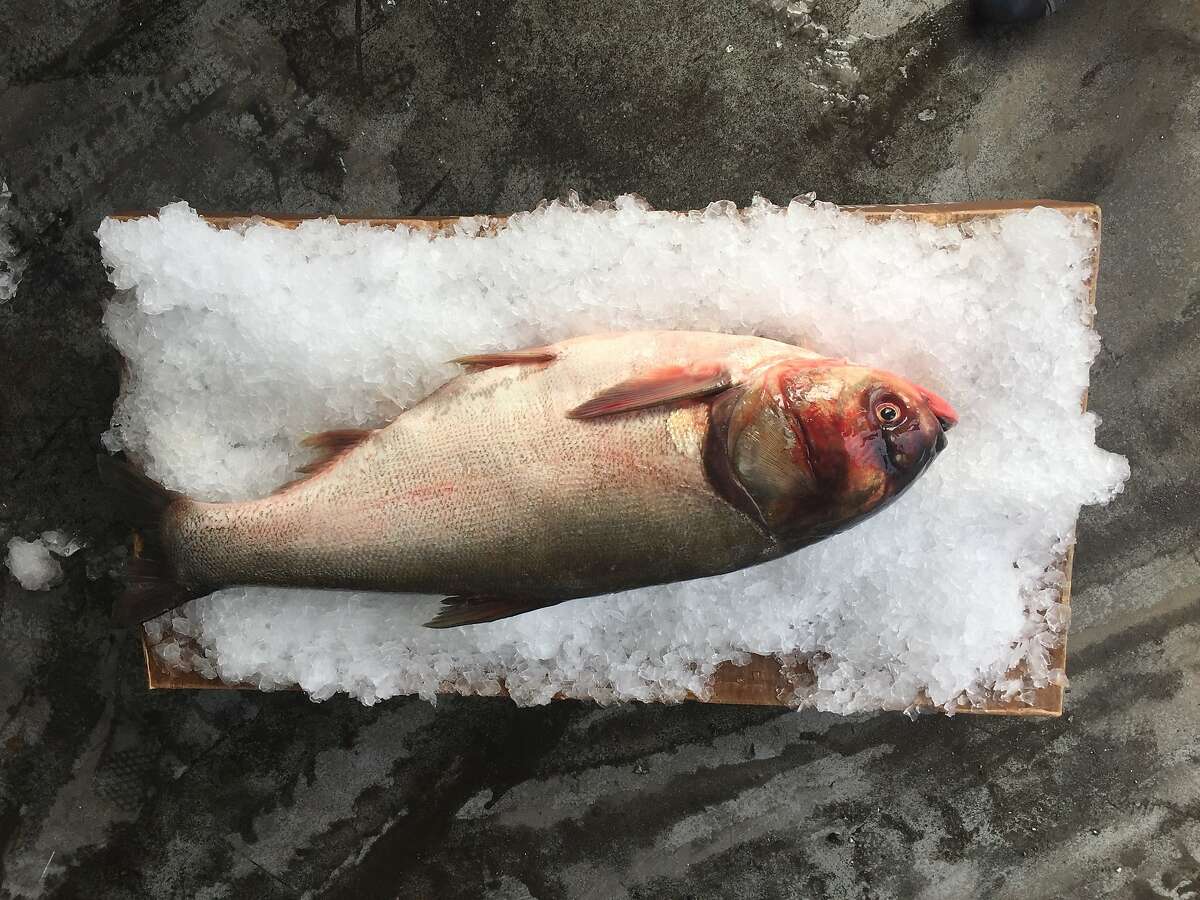 Invasive fish species making their way onto Bay Area menus