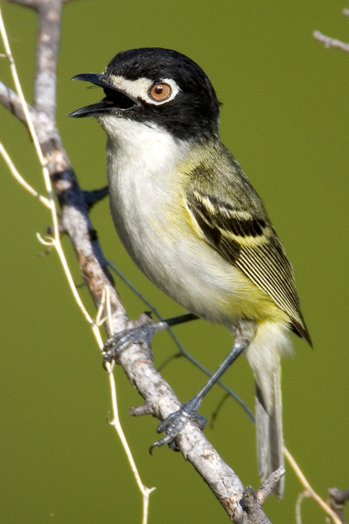 Songbird species has recovered enough to be removed from endangered list