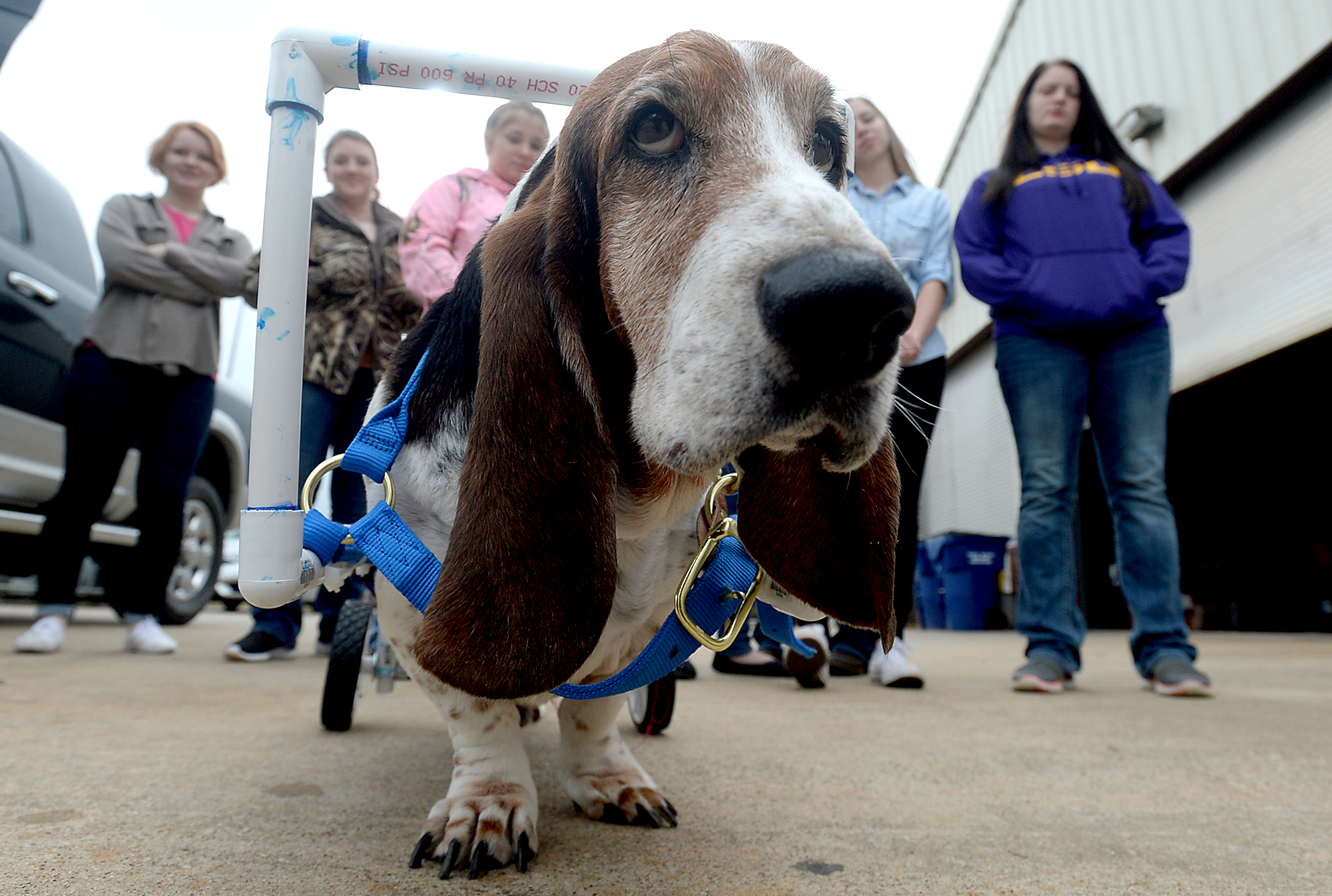 Trooch the pooch gets wheels from Silsbee students
