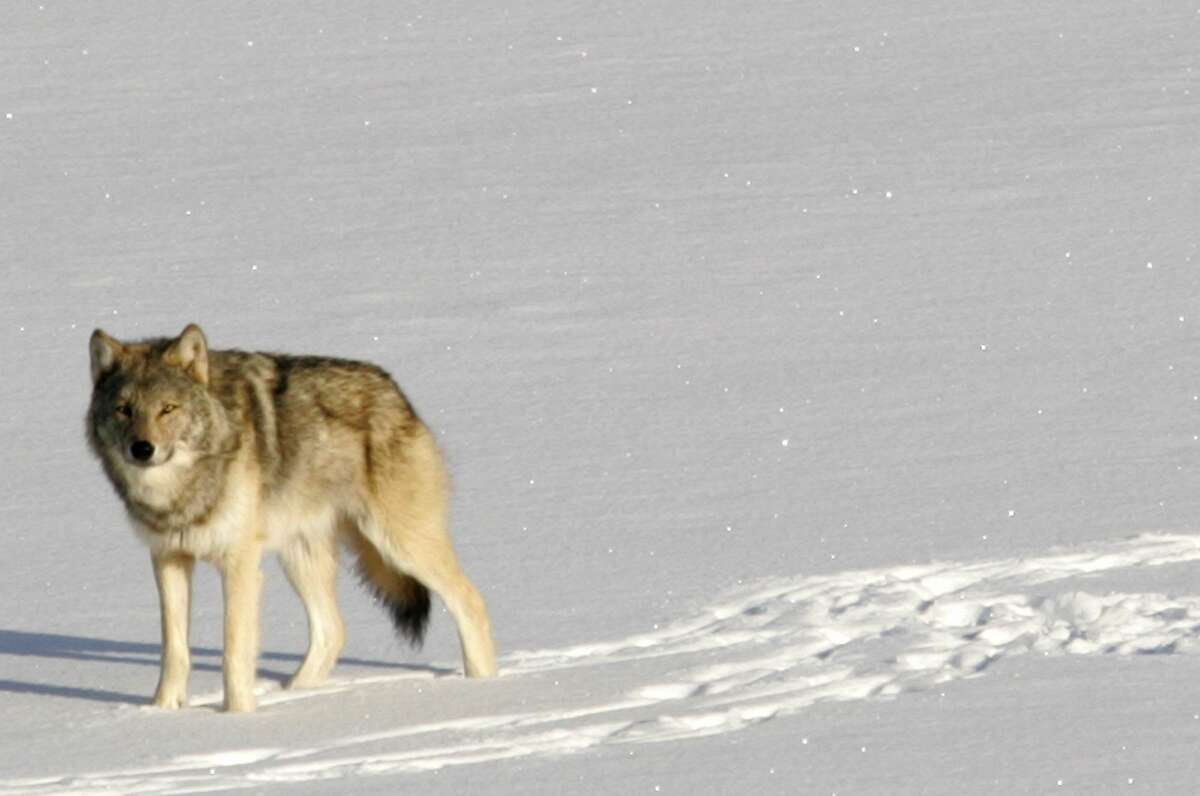 Officials may boost Michigan’s depleted wolf population