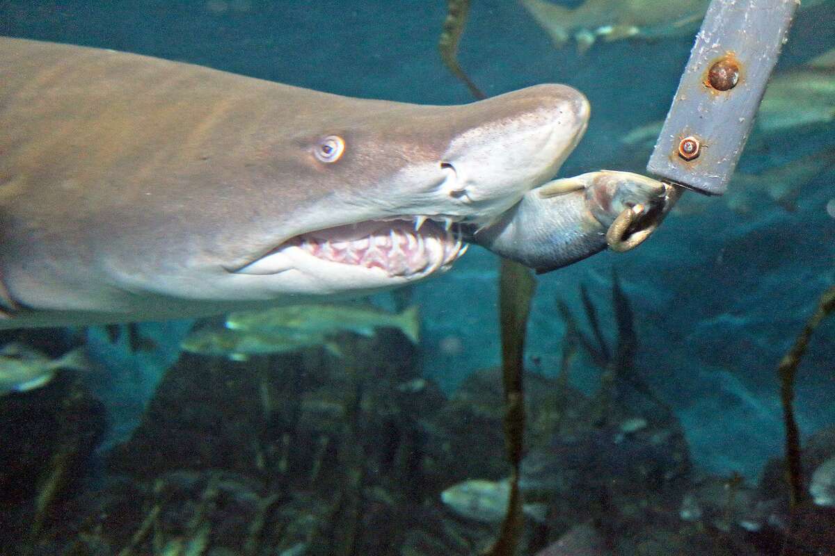 ‘Feeding Time!’: Behind-the-scenes family tour at aquarium