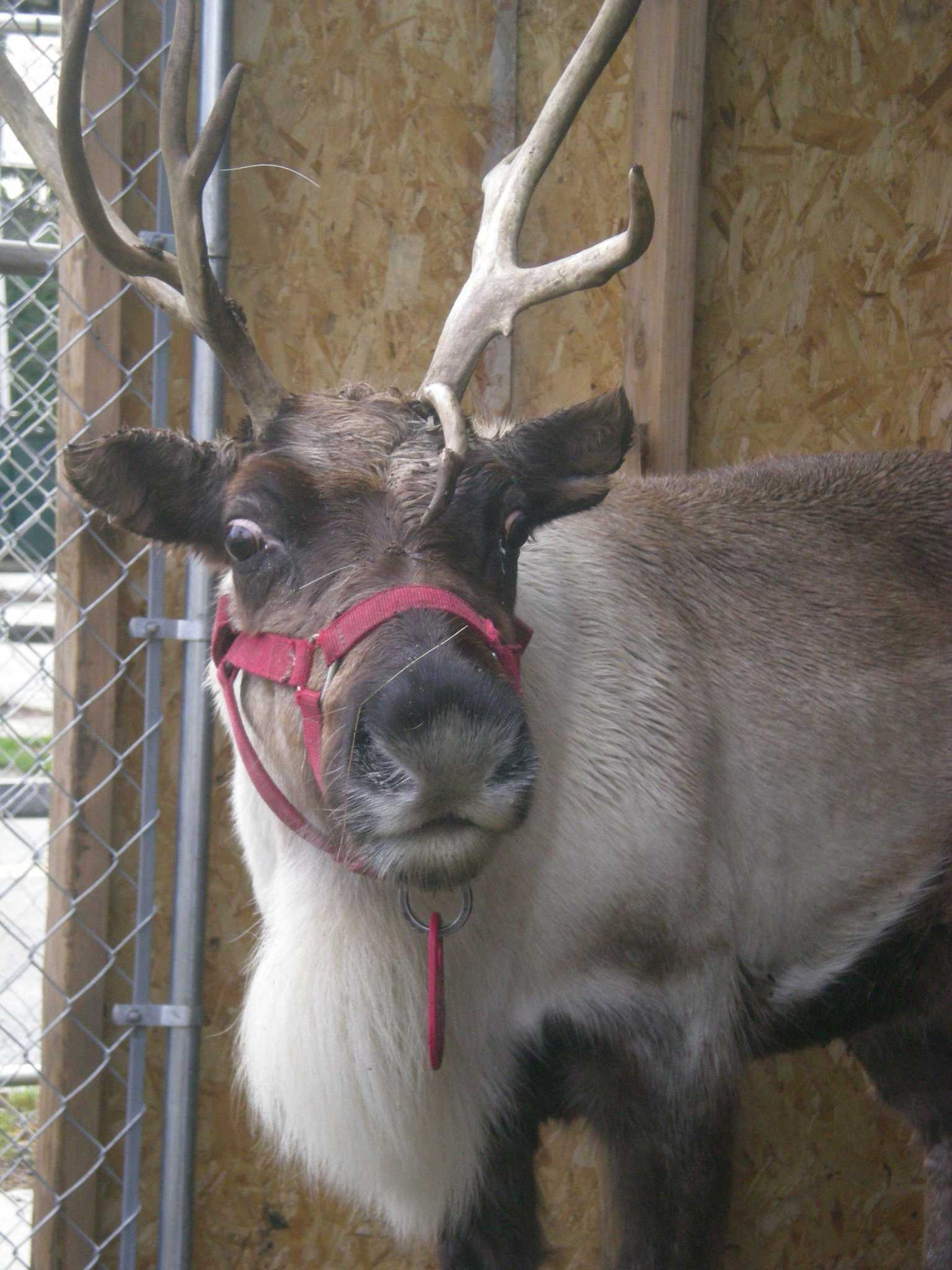 Santa’s Village in Greenwich open to Christmas Eve