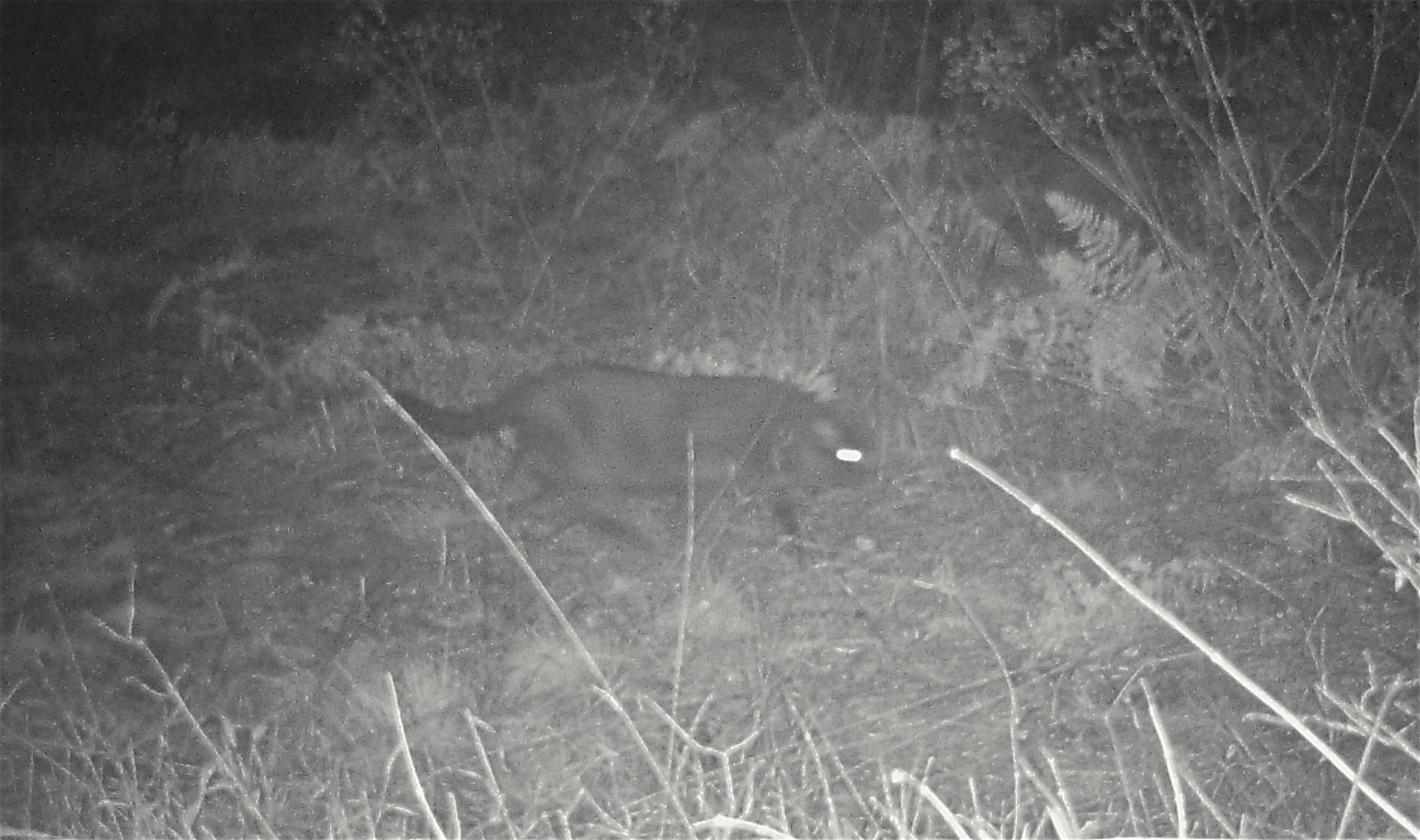 Night-vision camera catches coyote stalking house cat