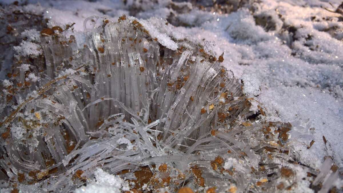 Cold weather causes needle ice to grow out of ground in Sierra foothills