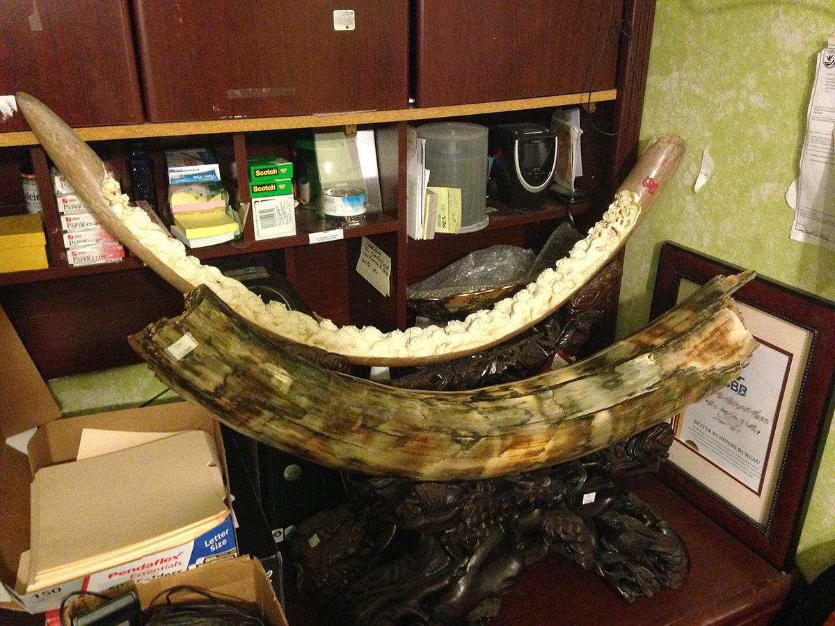 Hundreds of ivory pieces seized in statewide bust