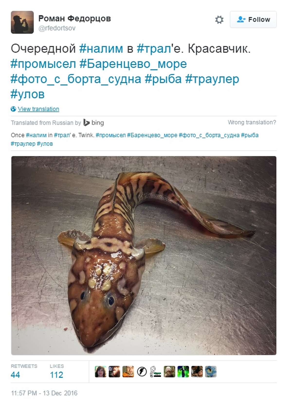 These Russian fish look like something straight out of science fiction