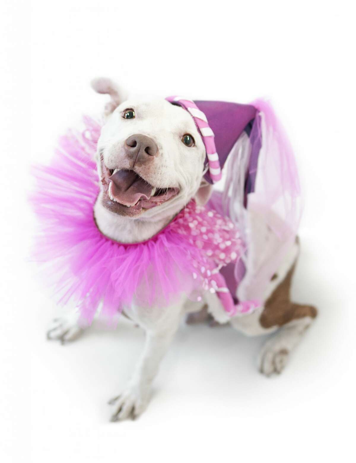 What your dog means when it makes these gestures