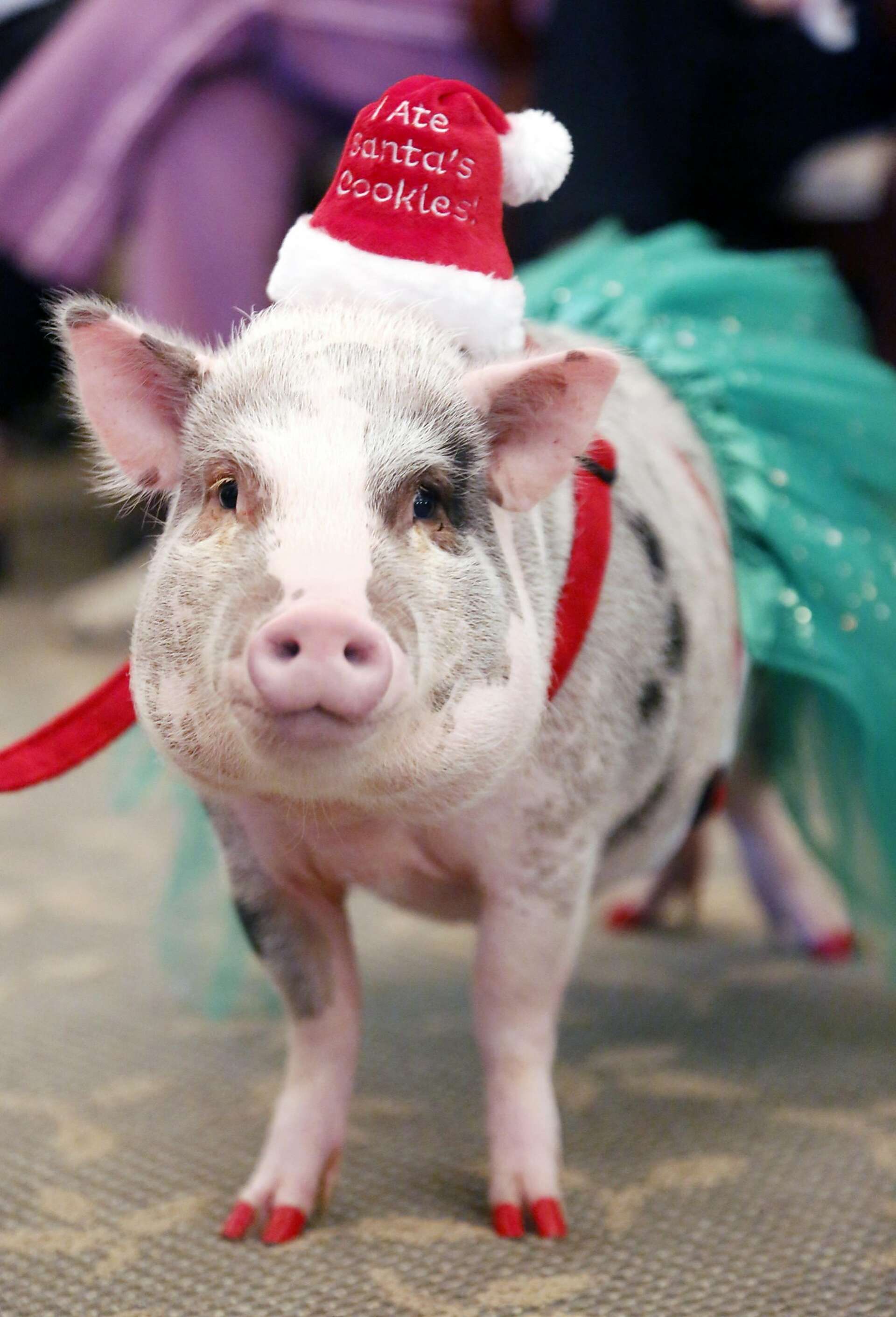 SFO’s therapy pig keeps travelers from going hog wild