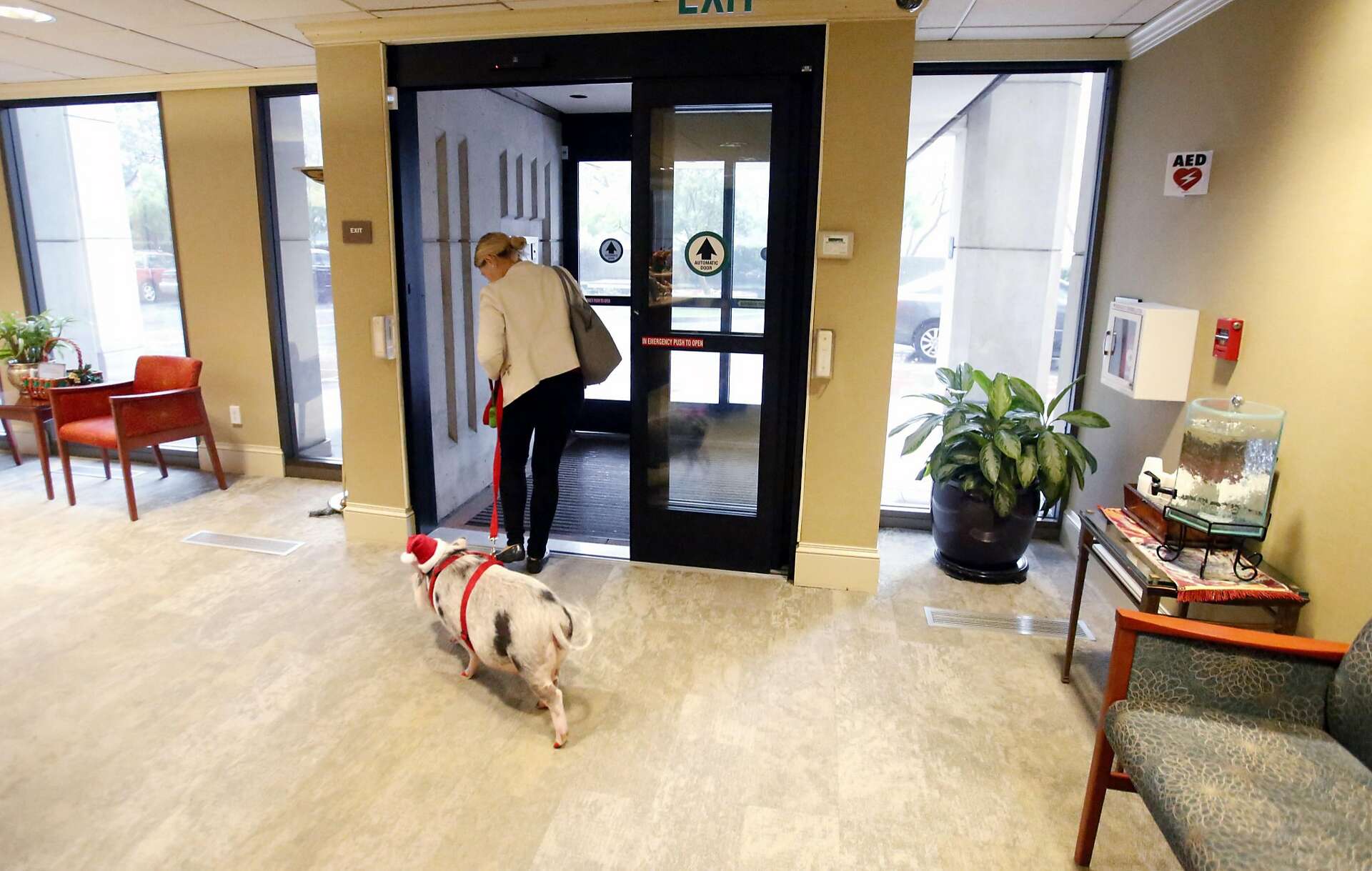 SFO’s therapy pig keeps travelers from going hog wild