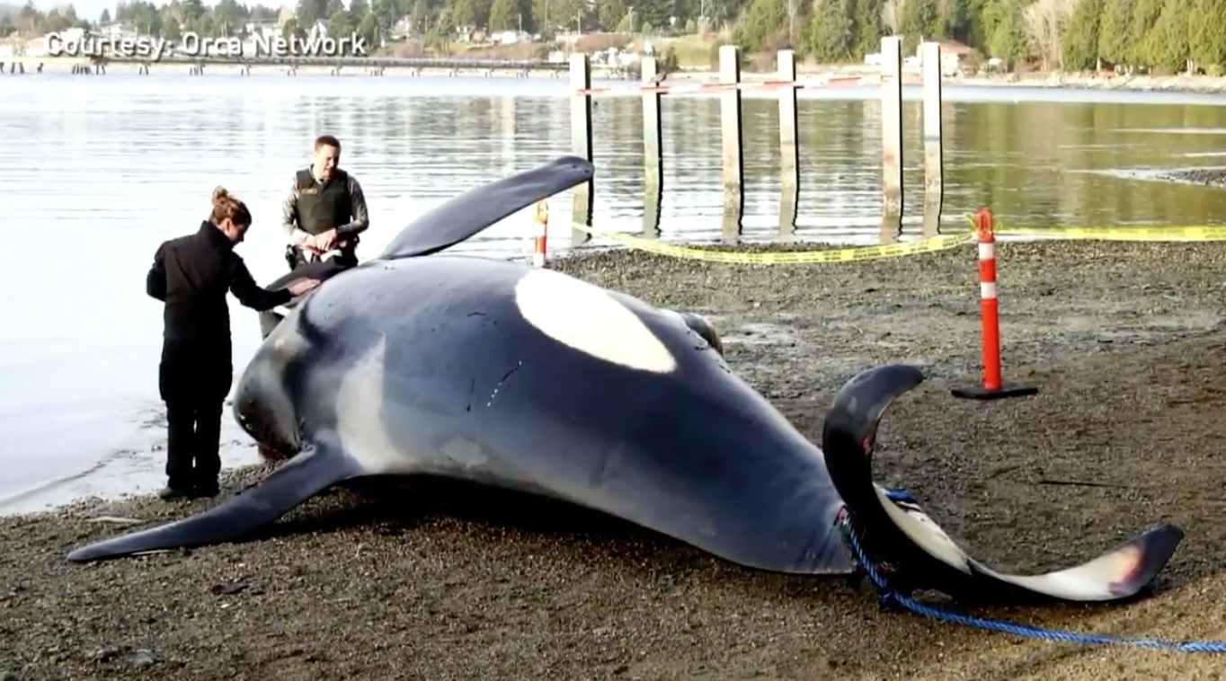 Endangered Southern Resident Orca found dead off Canadian coast near ...