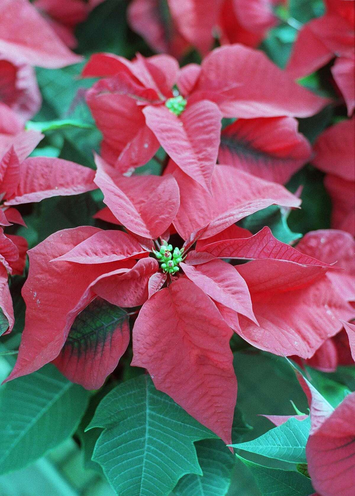 Calvin Finch: Caring for poinsettias