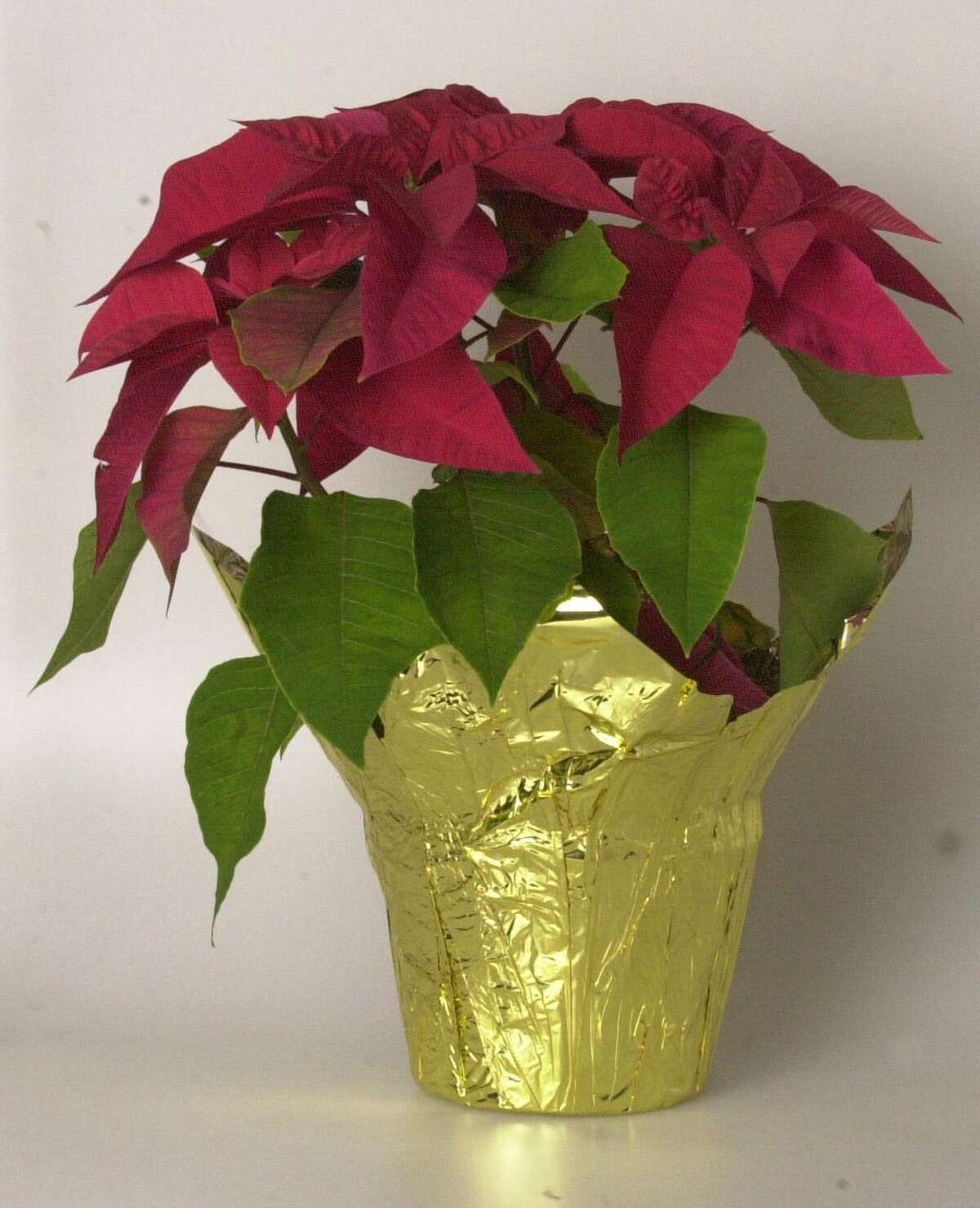 Calvin Finch: Caring for poinsettias