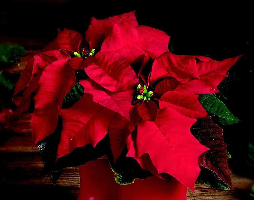 Calvin Finch: Caring for poinsettias