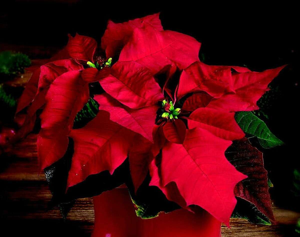 Calvin Finch: Caring for poinsettias