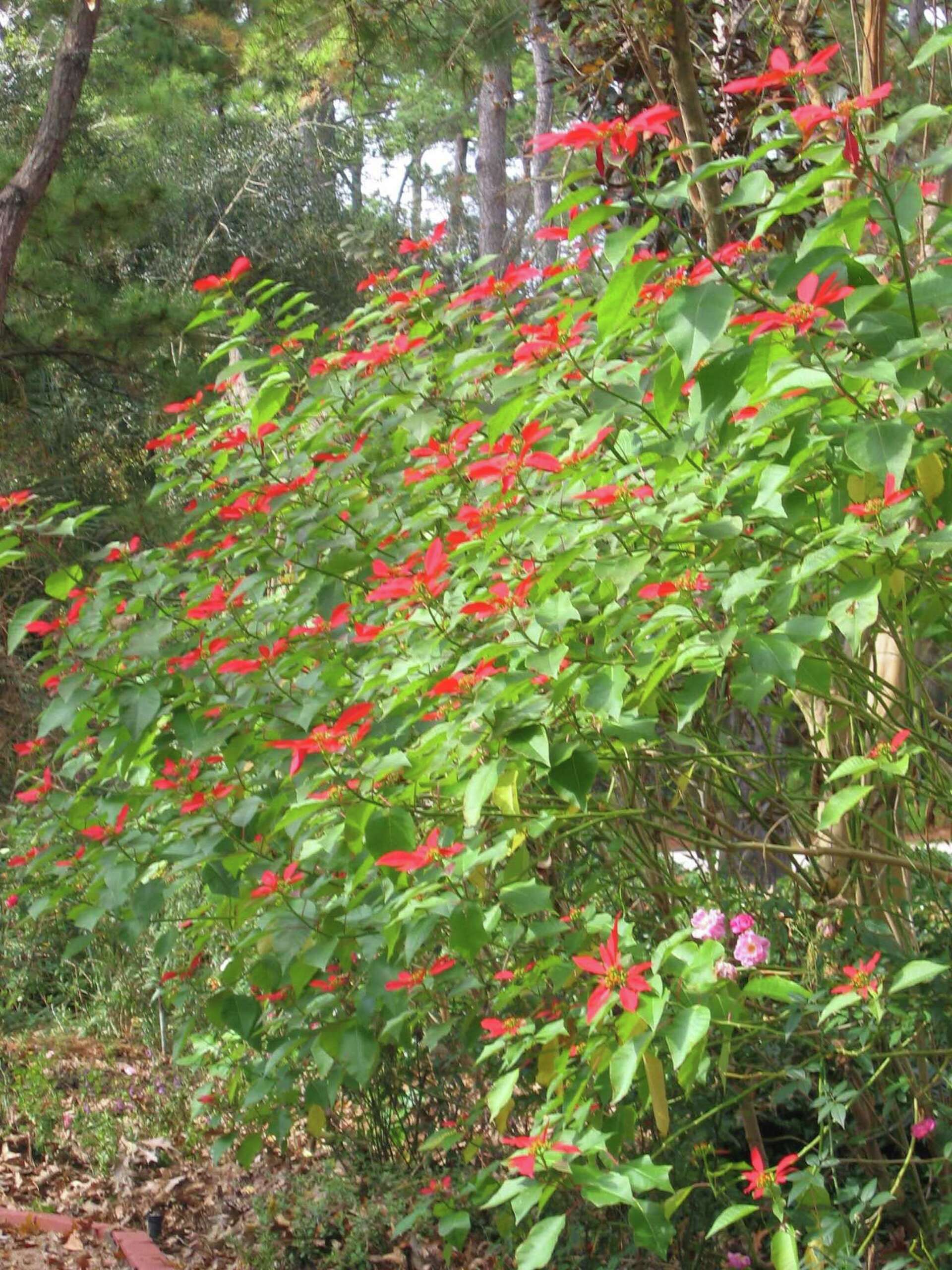 Calvin Finch: Caring for poinsettias
