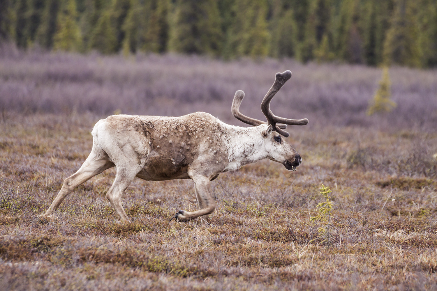 Santa shares his secret knowledge about reindeer