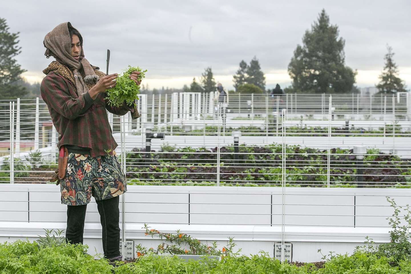 Berkeley sprouts creative housing, topped by a working farm