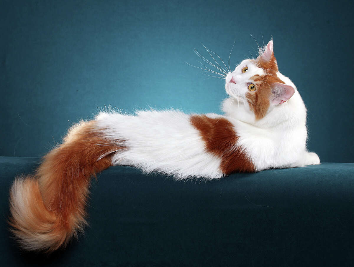 64th Annual Houston Cat Club Charity Cat Show set for Jan. 7-8