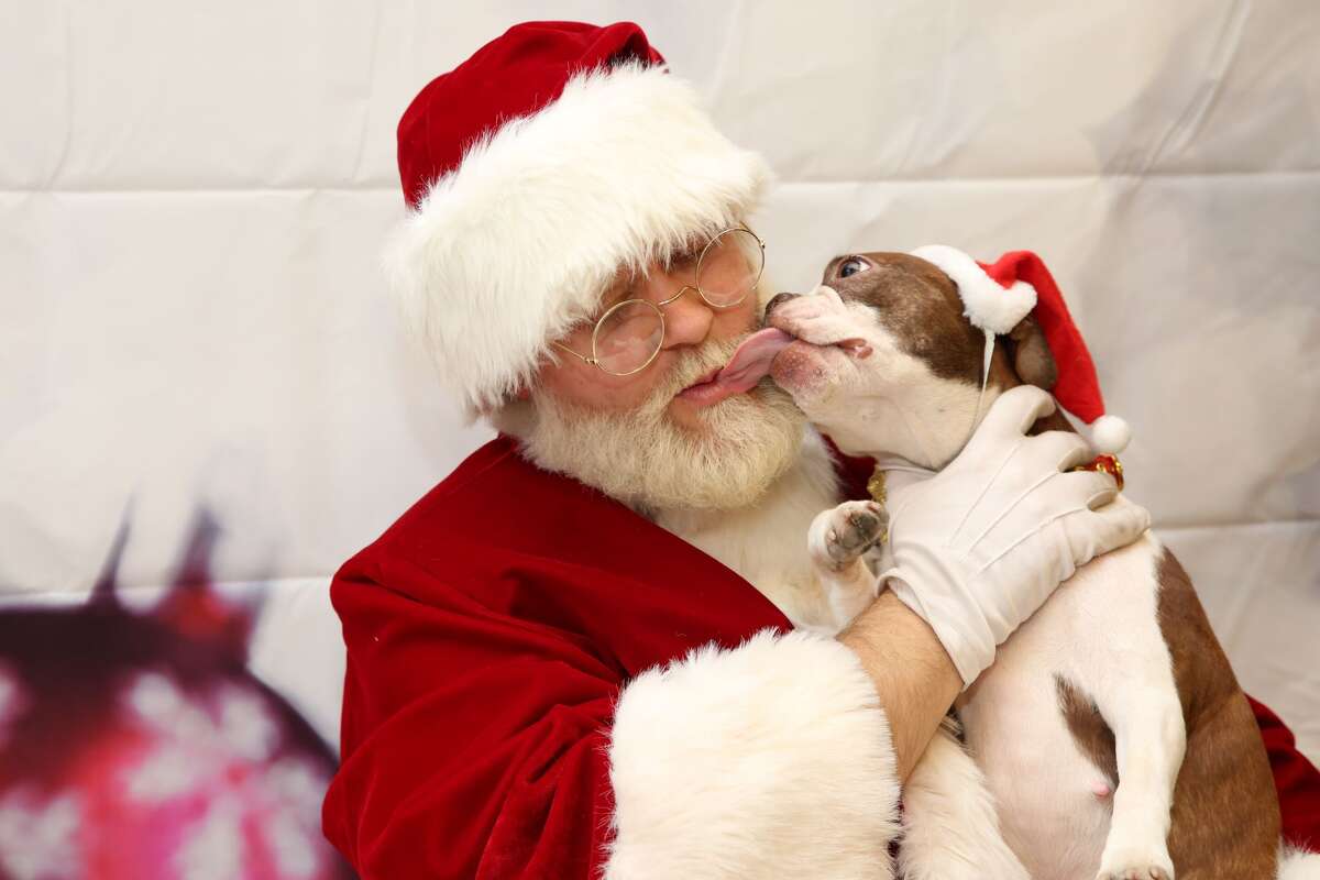 PetSmart shares its hilarious, adorable pet photos with Santa Claus